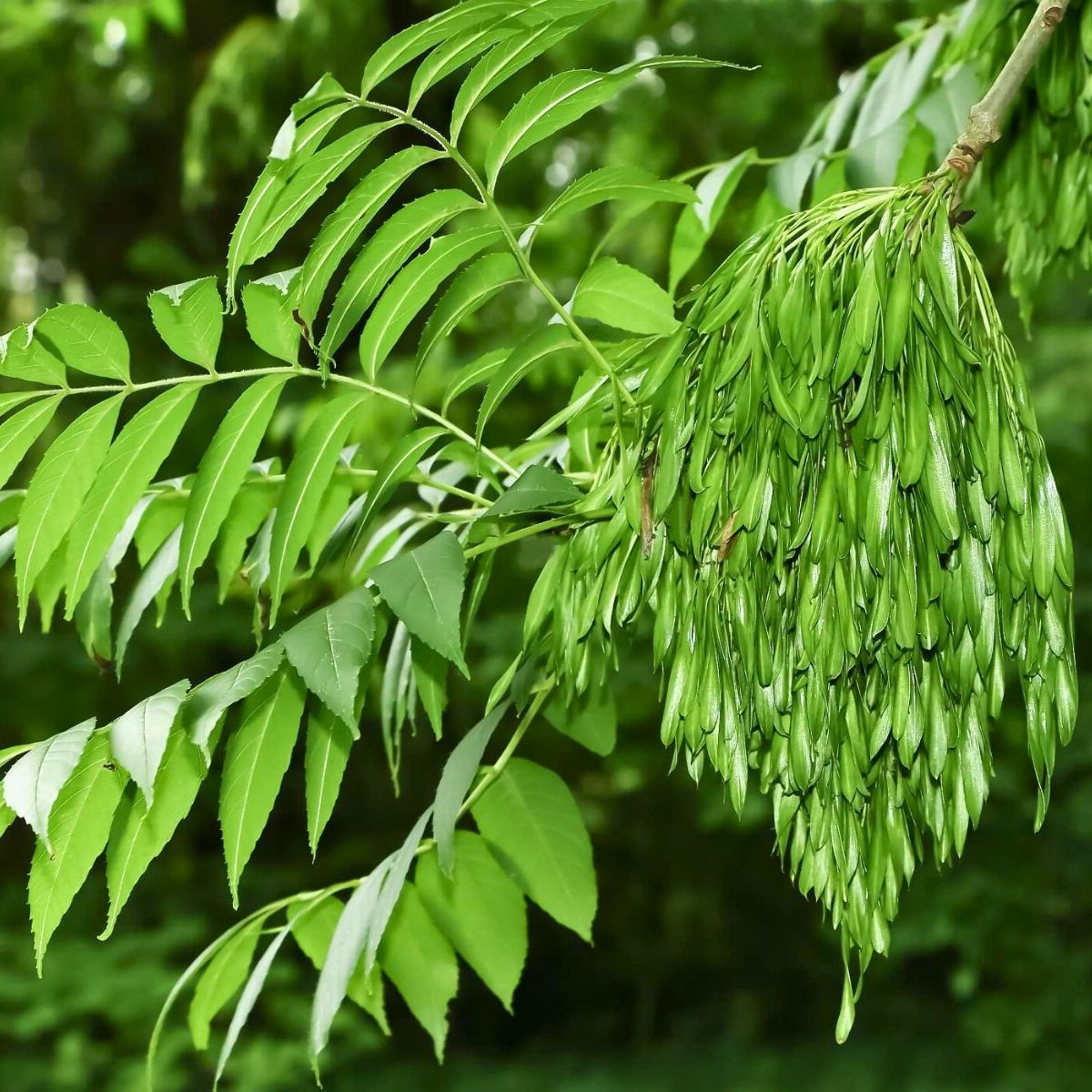 Jesion Wyniosły Miododajny Plant Pack| Sadowniczy.pl