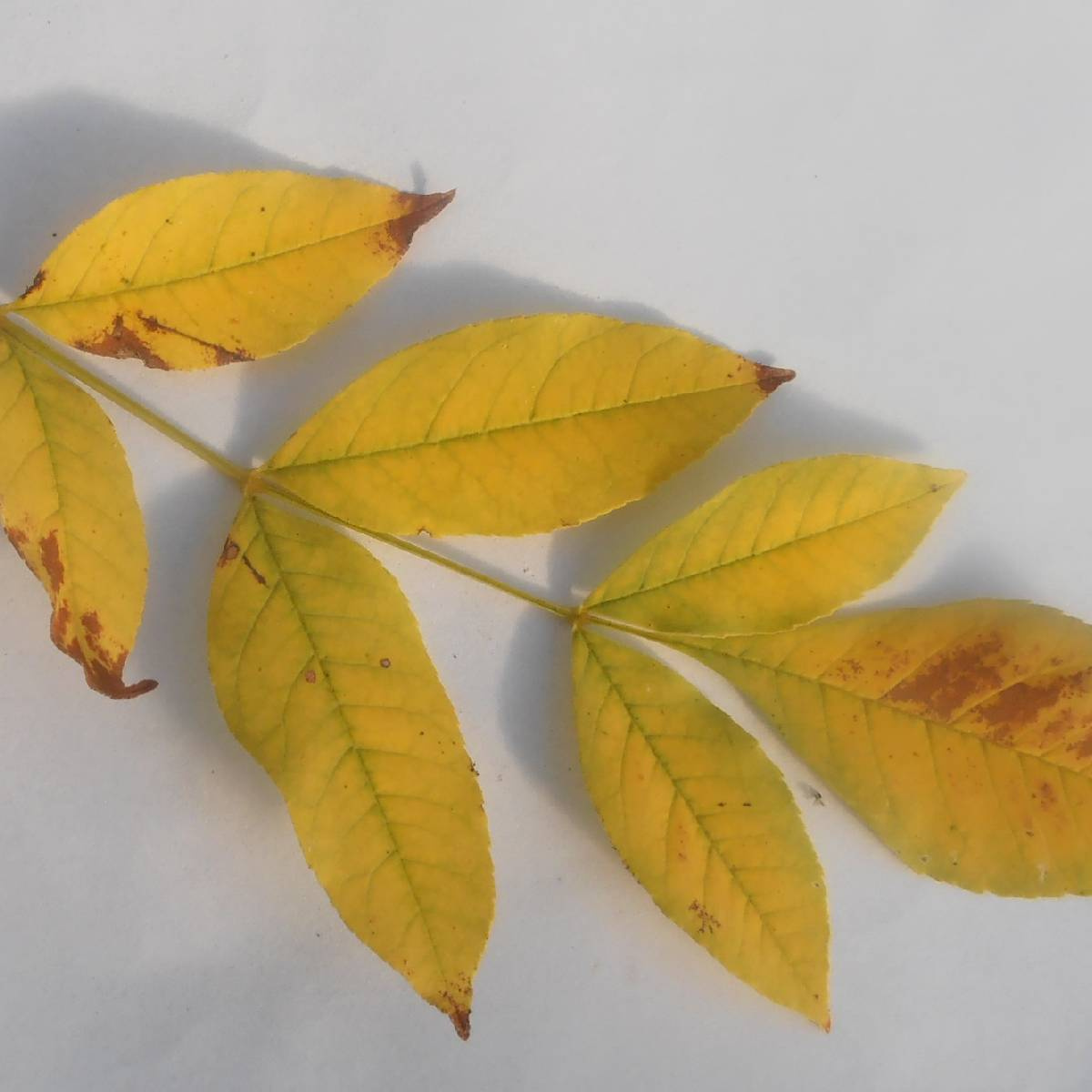 Jesion pensylwański Fraxinus pennsylvanica| Sadowniczy.pl