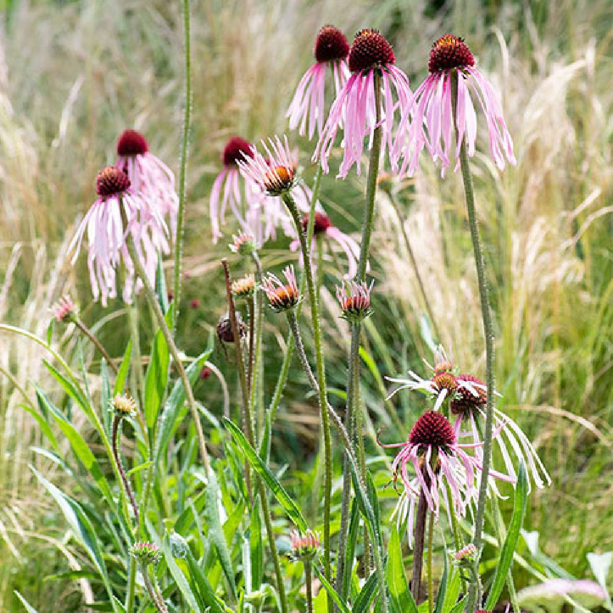 Jeżówka blada (C2)| Sadowniczy.pl