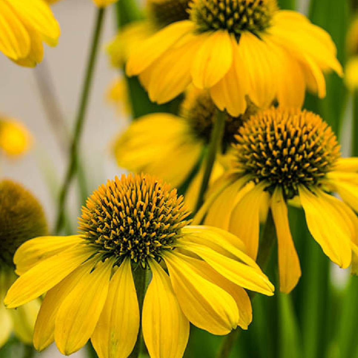 Jeżówka purpurowa Papallo Classic Lemon (C2)| Sadowniczy.pl