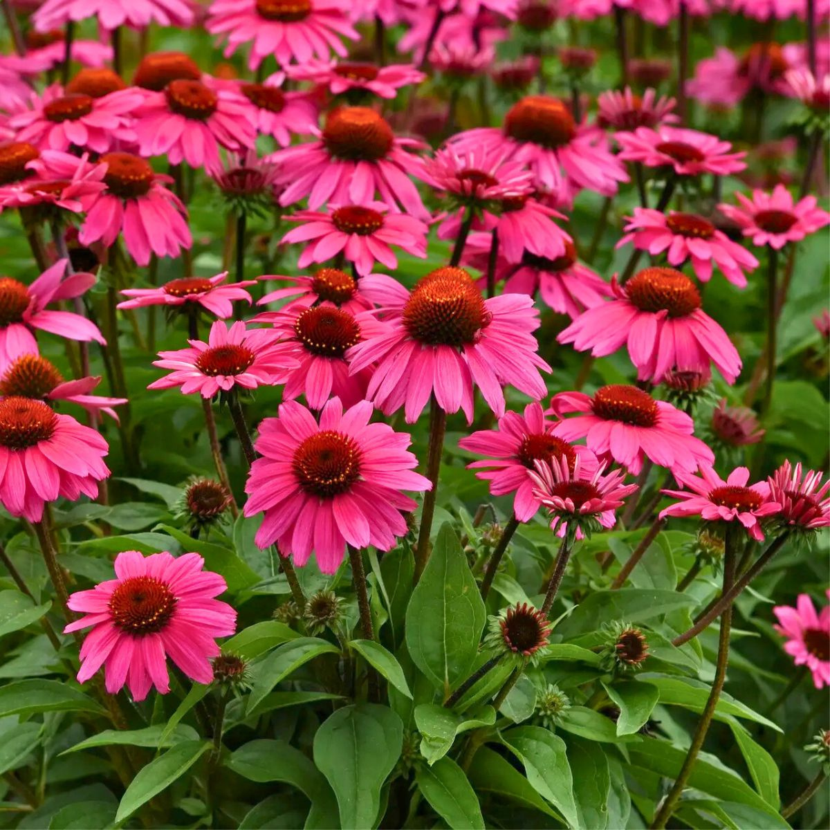 Jeżówka purpurowa Papallo Classic Rose (C2)| Sadowniczy.pl