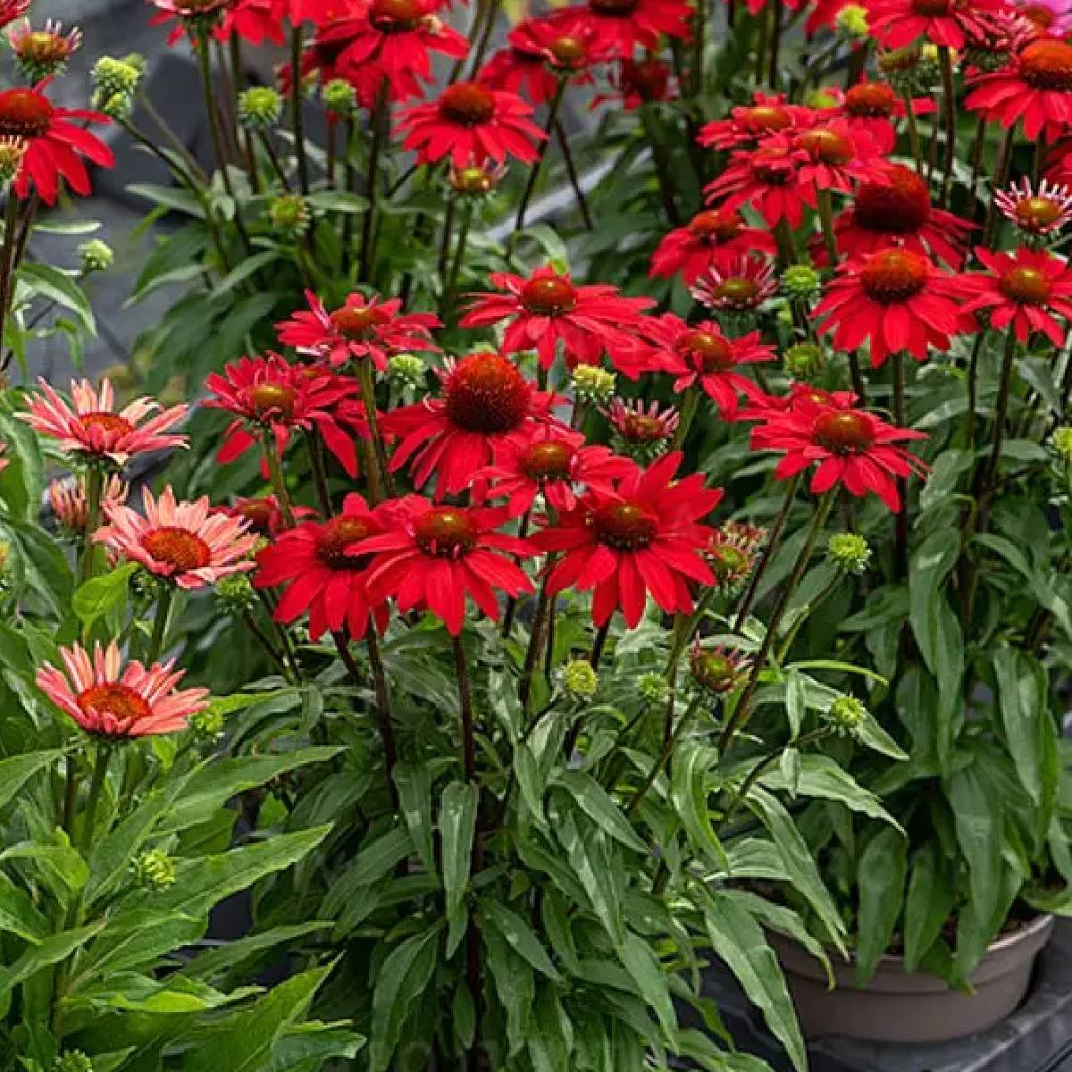 Jeżówka purpurowa Papallo Classic Scarlet on Black (C2)| Sadowniczy.pl