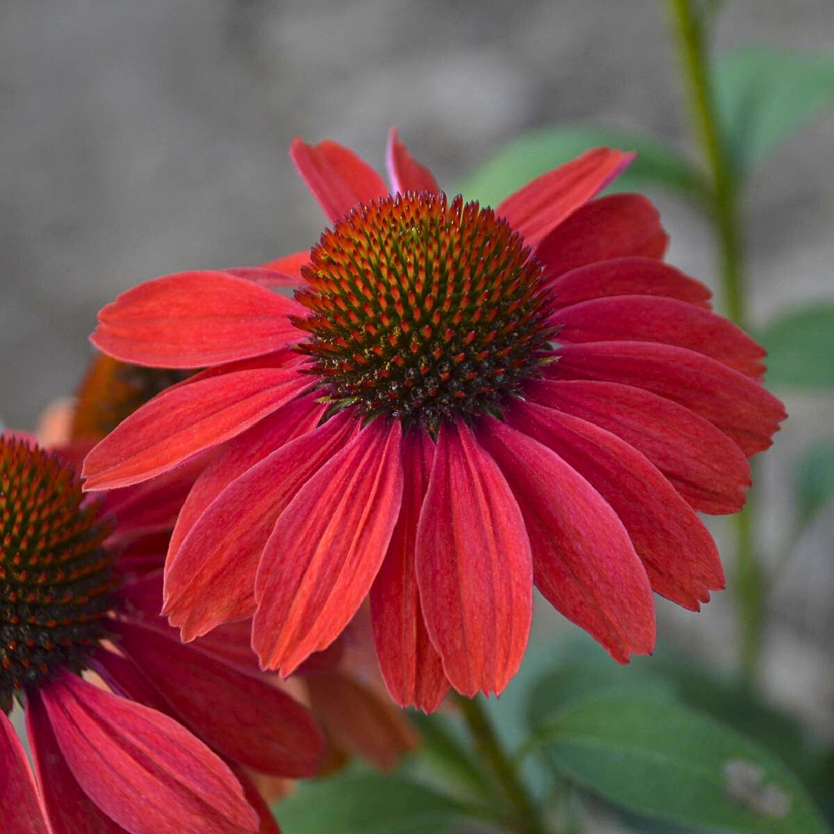 Jeżówka purpurowa Papallo Classic Scarlet on Black (C2)| Sadowniczy.pl