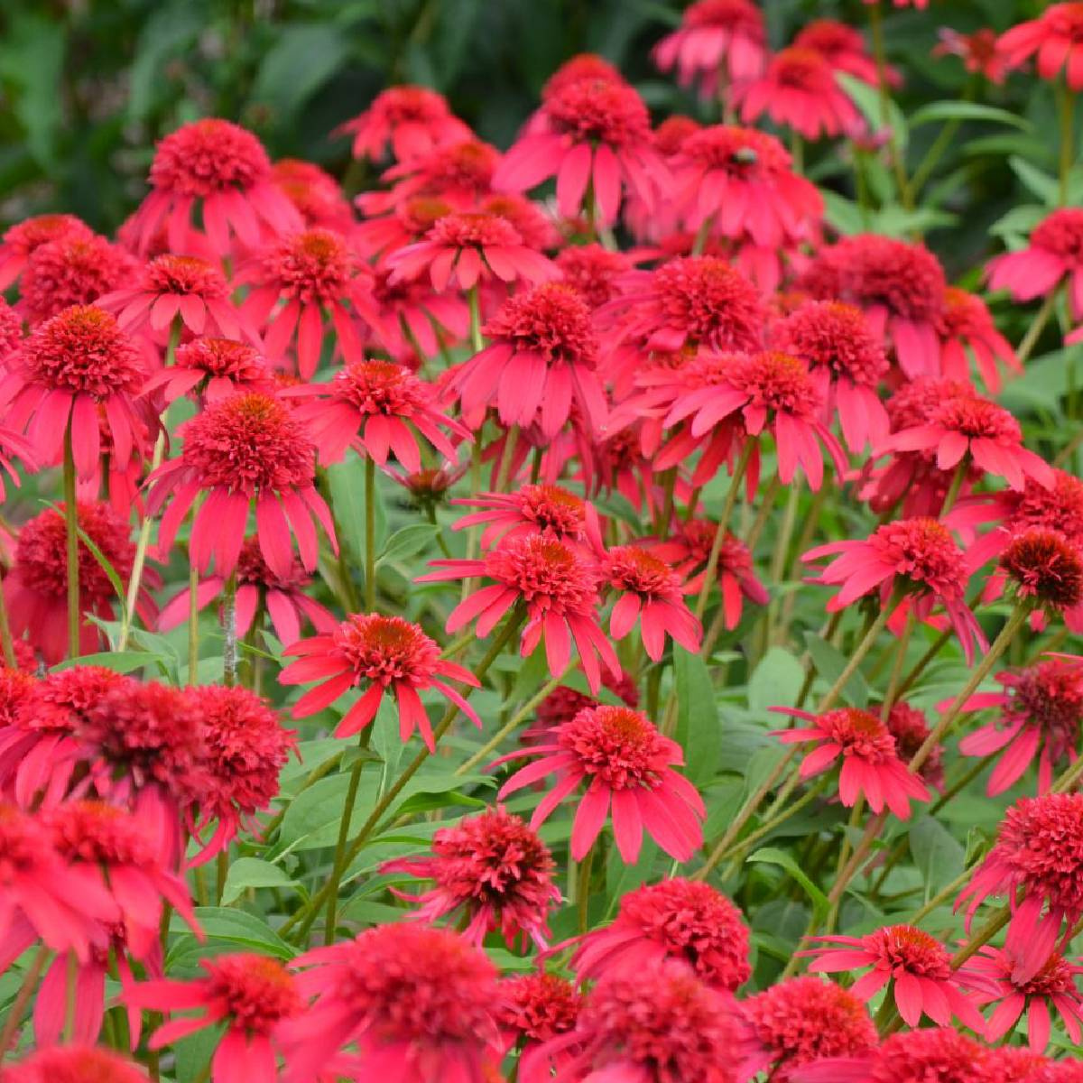 Jeżówka purpurowa Sombrero Double Cranberry (C2)| Sadowniczy.pl