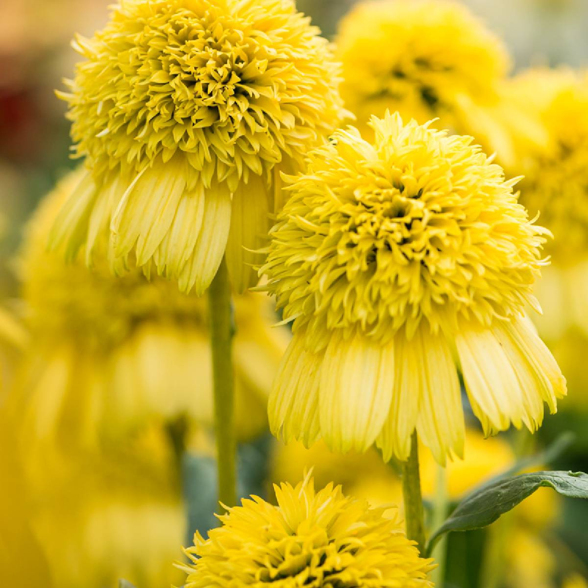 Jeżówka purpurowa Sunny Days Lemon (C2)| Sadowniczy.pl