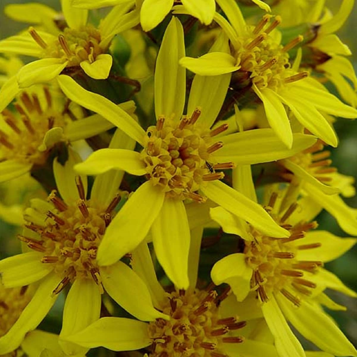 Języczka Przewalskiego (C2)| Sadowniczy.pl