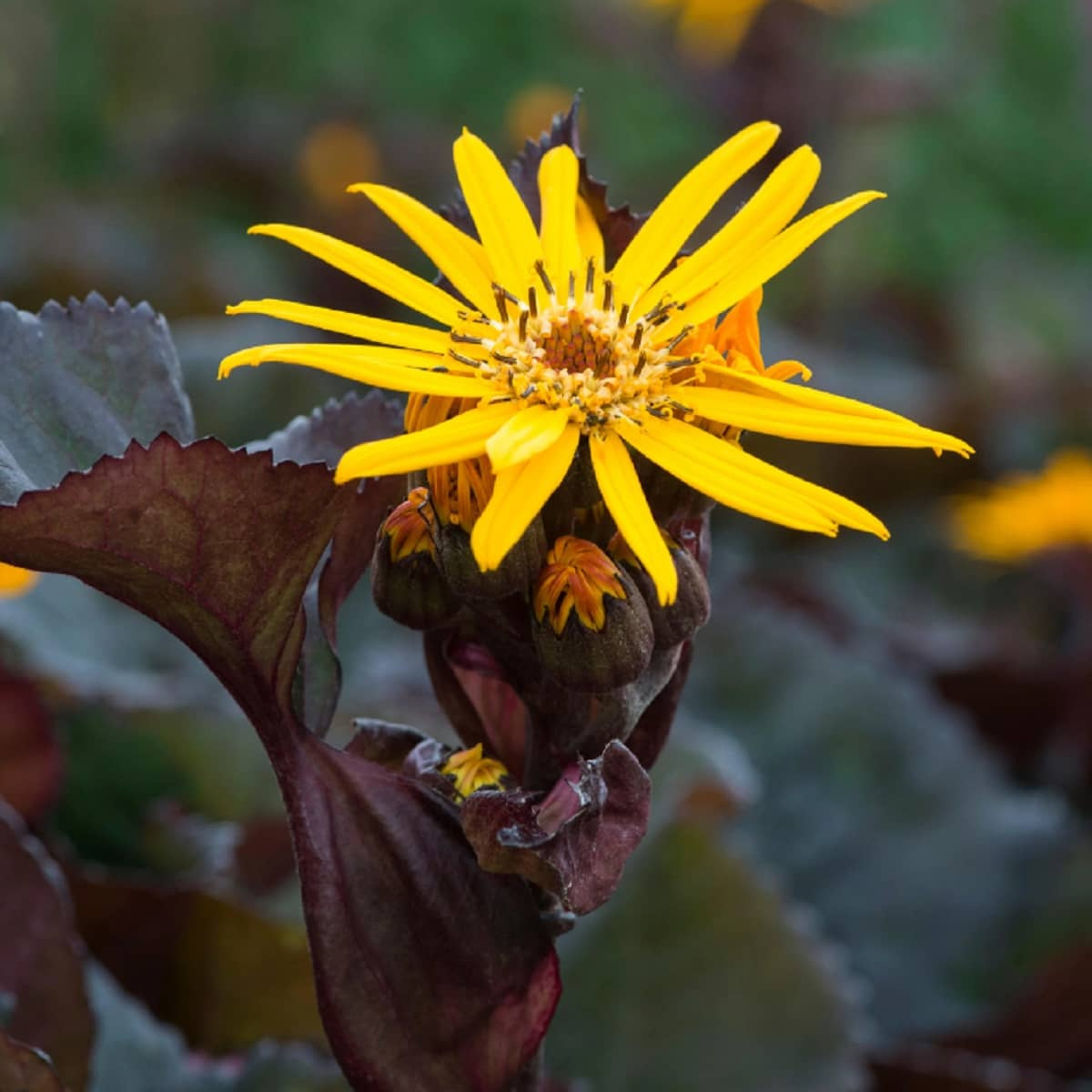 Języczka pomarańczowa Pandora (C2)| Sadowniczy.pl