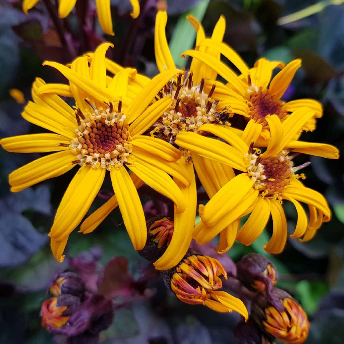 Języczka pomarańczowa Pandora (C2)| Sadowniczy.pl