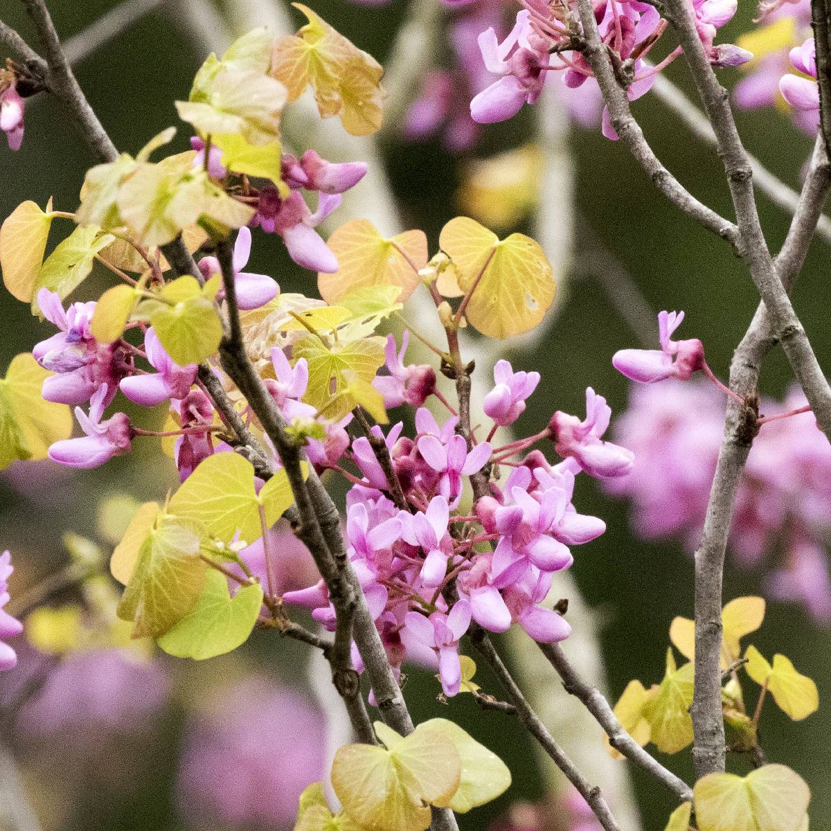 Judaszowiec kanadyjski Rising Sun (C10)| Sadowniczy.pl