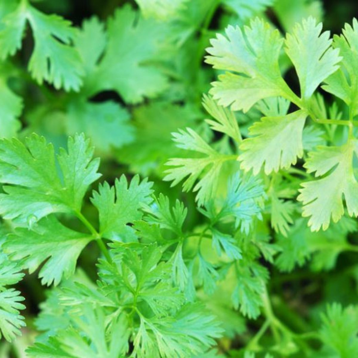 KOLENDRA SIEWNA 5g| Sadowniczy.pl