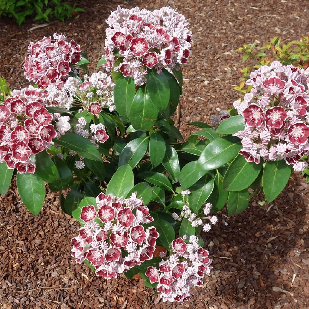 Kalmia szerokolistna Tad| Sadowniczy.pl