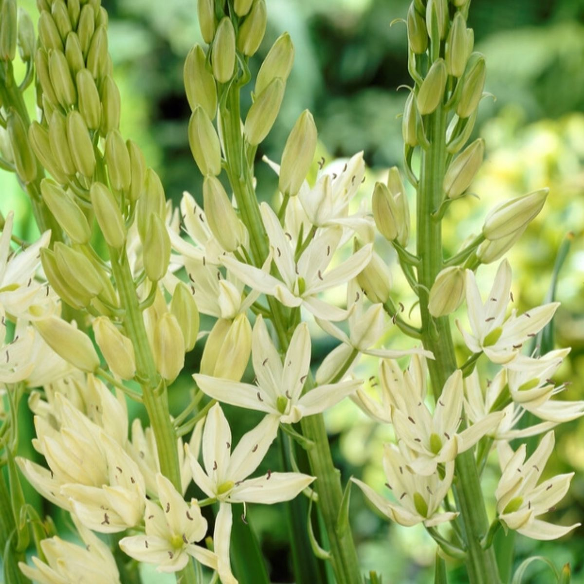 Kamasja Kwamasz biała| Sadowniczy.pl