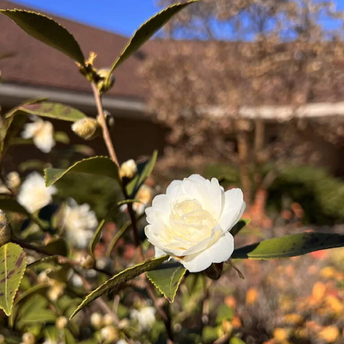 Kamelia japońska Alba Simplex (C2)| Sadowniczy.pl