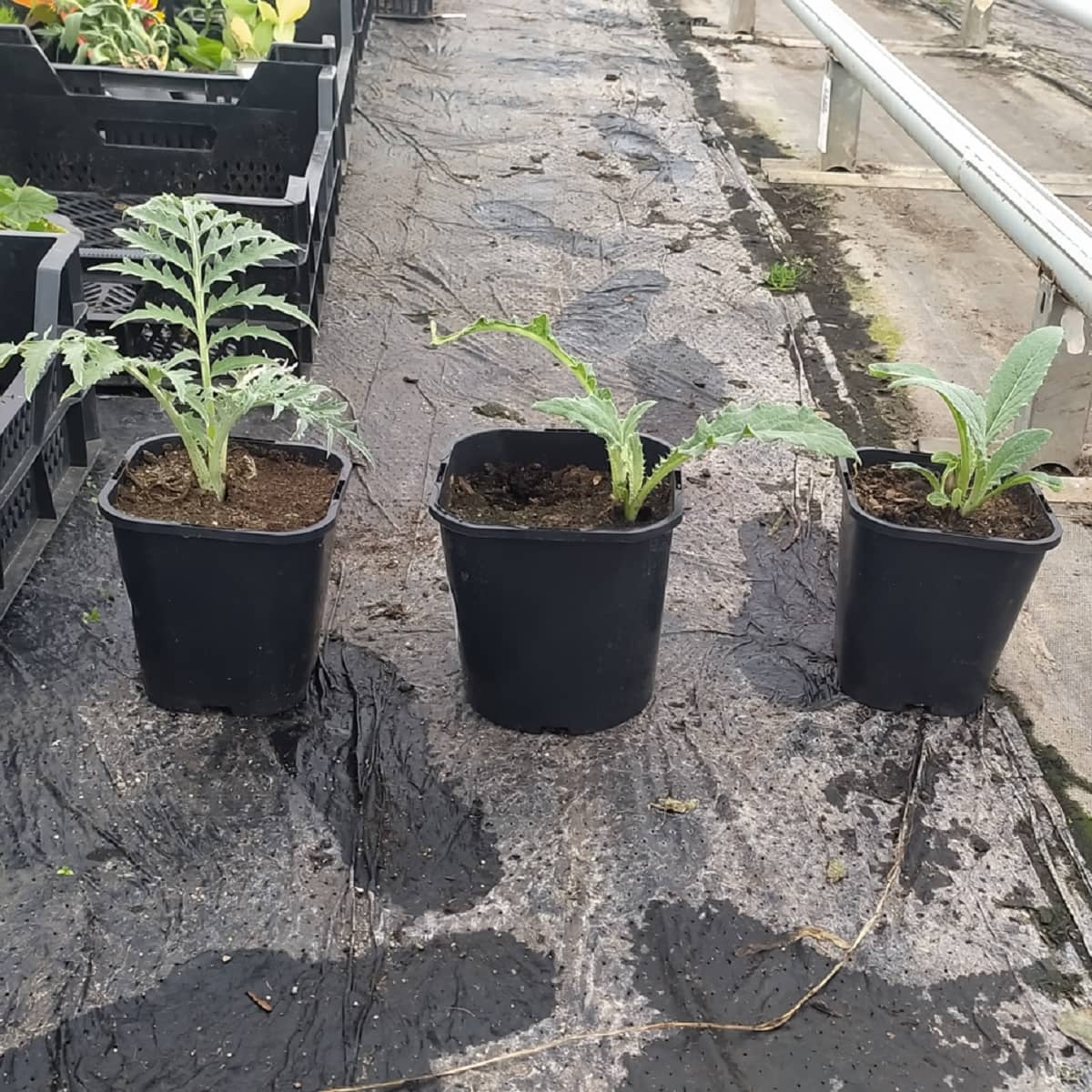 Karczoch hiszpański| Sadowniczy.pl