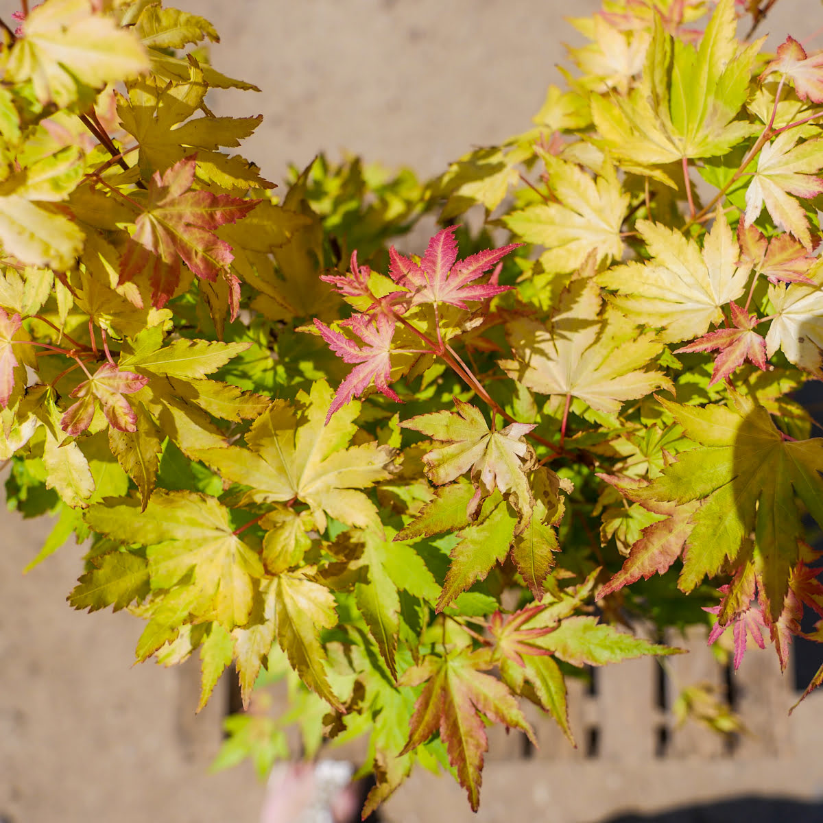 Klon palmowy Orange Queen (C2)| Sadowniczy.pl