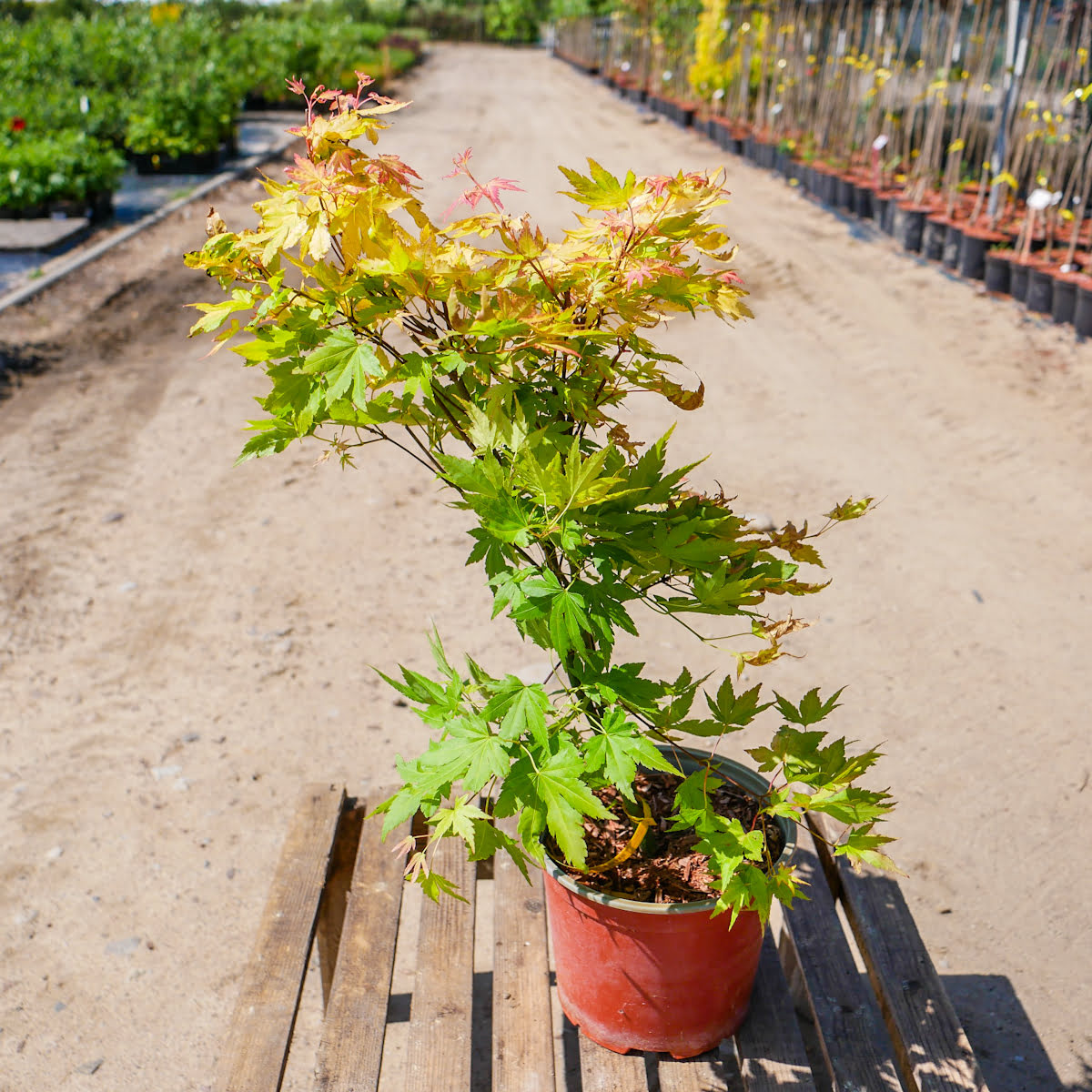 Klon palmowy Orange Queen (C2)| Sadowniczy.pl
