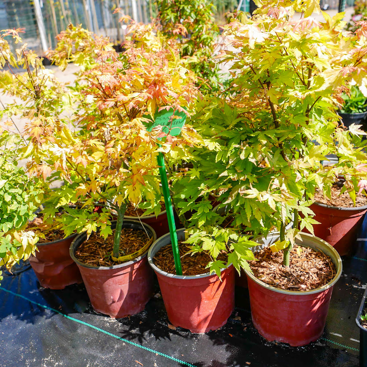 Klon palmowy Orange Queen (C2)| Sadowniczy.pl