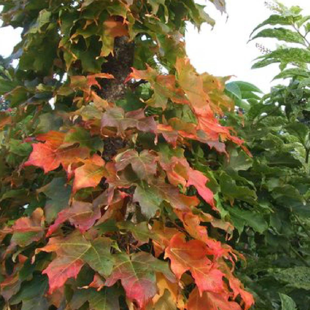 Klon pospolity Columnare Np| Sadowniczy.pl