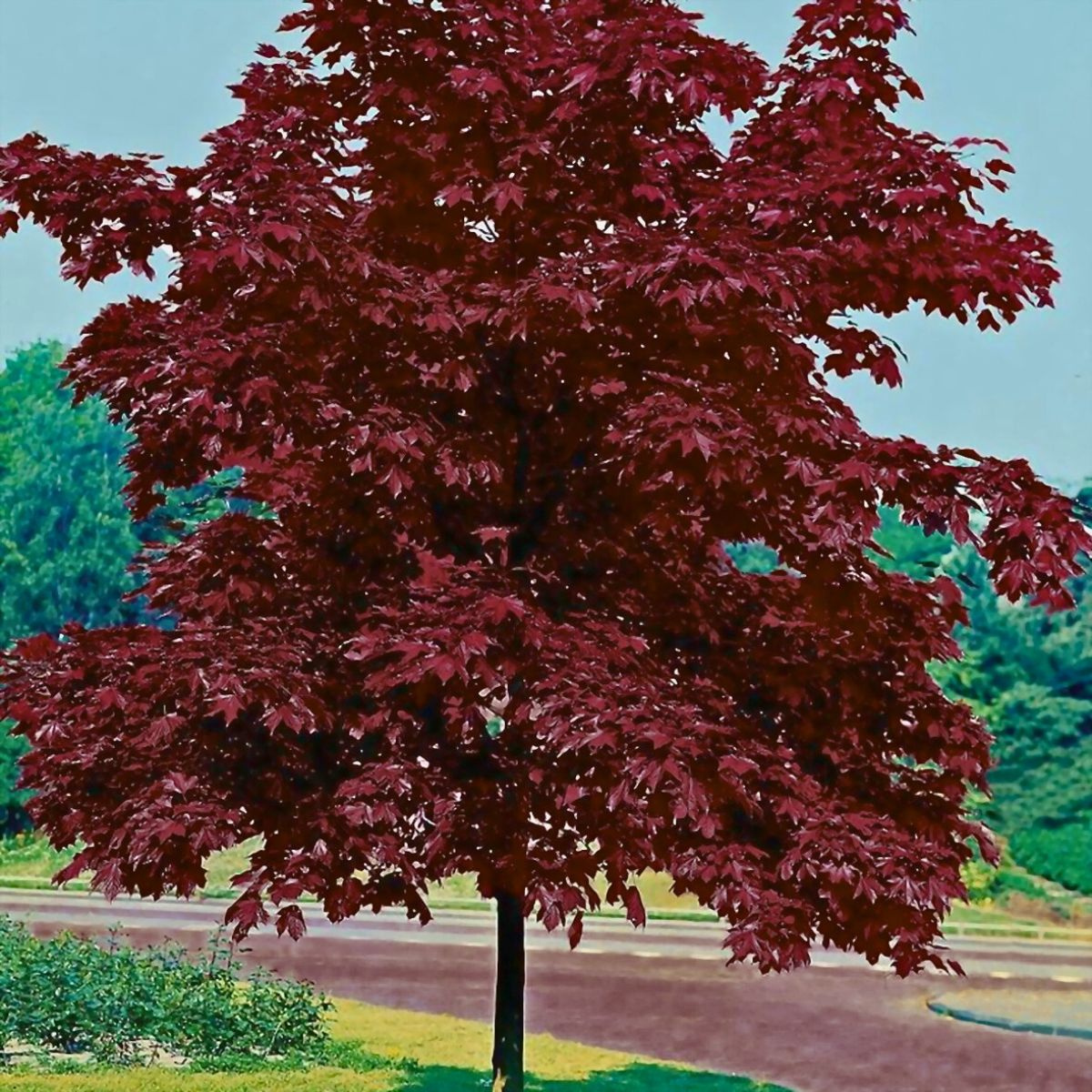 Klon pospolity Royal Red| Sadowniczy.pl