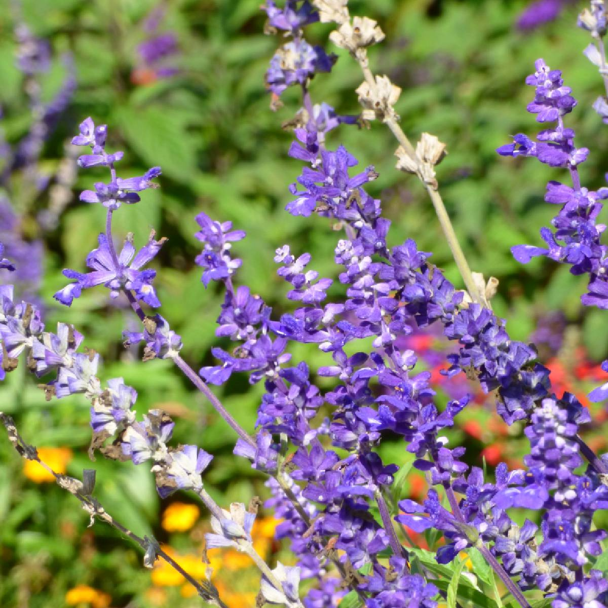 Kocimiętka Bokratune Neptune (ISU Awards 2020) (P9)| Sadowniczy.pl