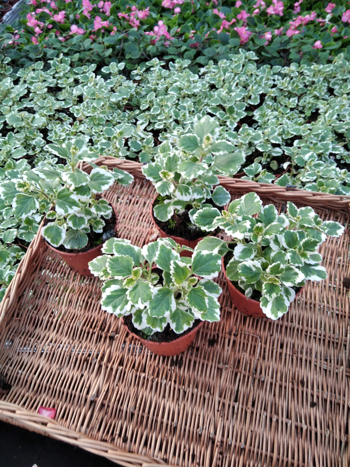 Komarzyca Komarowiec Porzelnica odstrasza mole i komary| Sadowniczy.pl