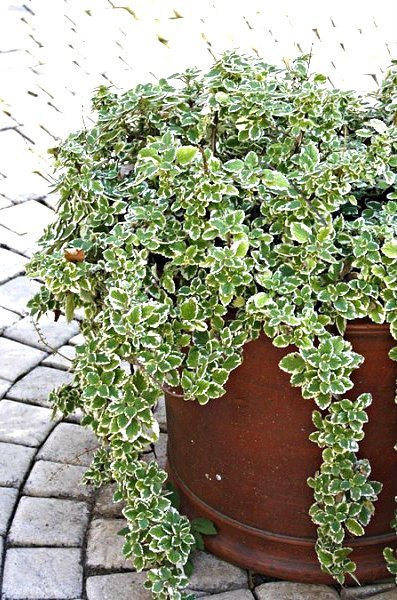 Komarzyca Komarowiec Porzelnica odstrasza mole i komary| Sadowniczy.pl