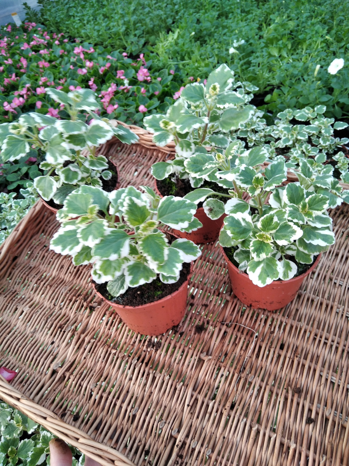 Komarzyca Komarowiec Porzelnica odstrasza mole i komary| Sadowniczy.pl