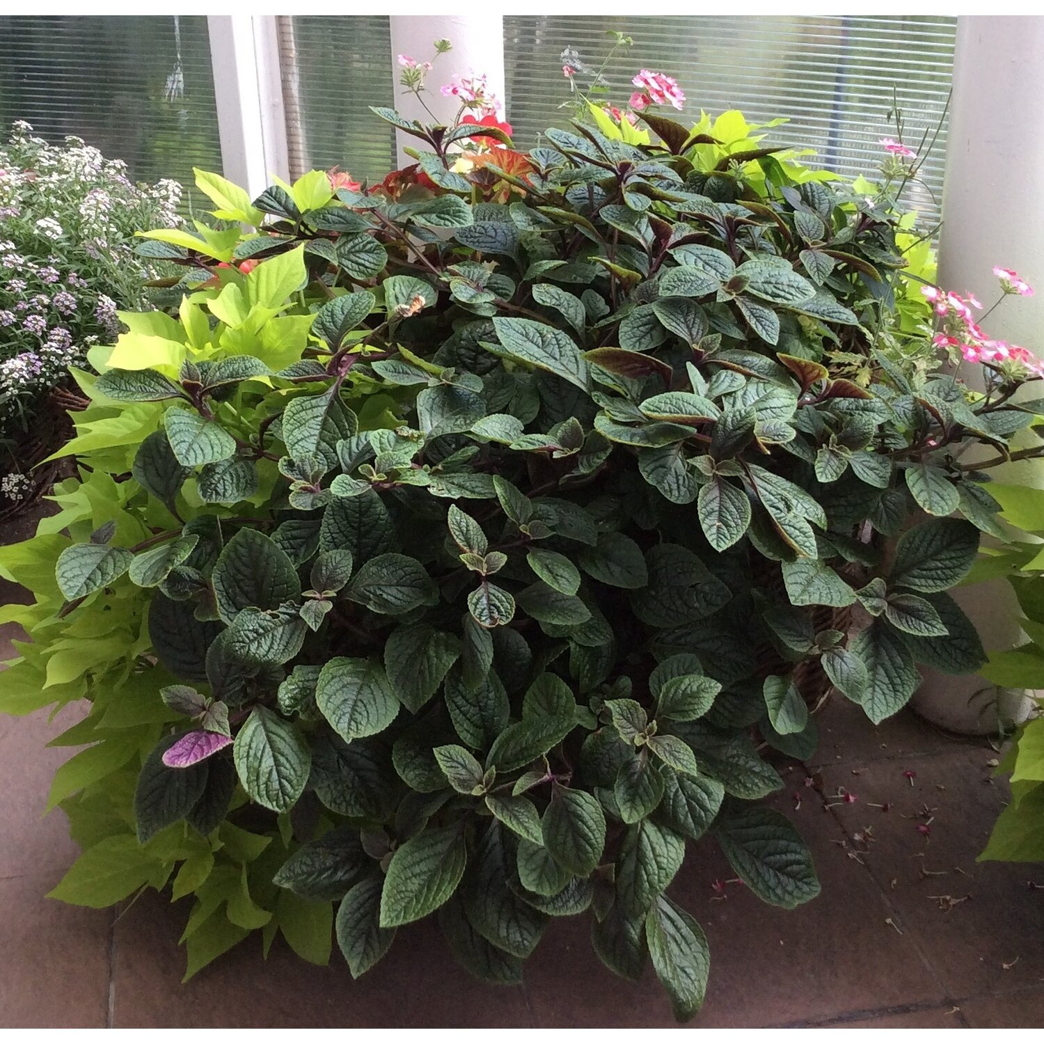 Komarzyca ciemna Nico Plektrantus odstrasza komary| Sadowniczy.pl