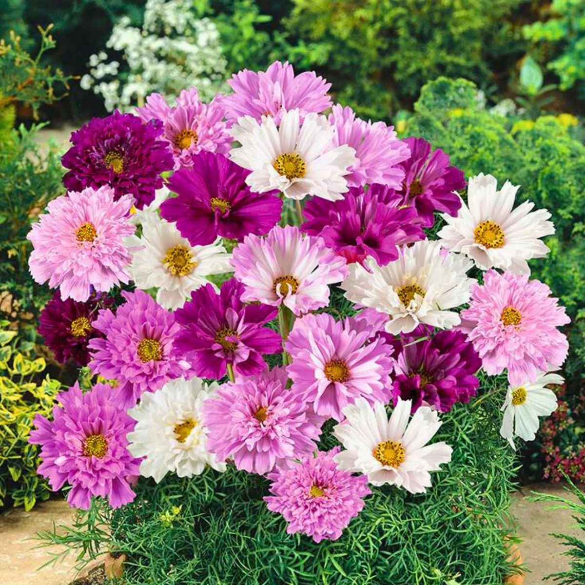 Kosmos pełny Onętek Double Click 0,5g| Sadowniczy.pl