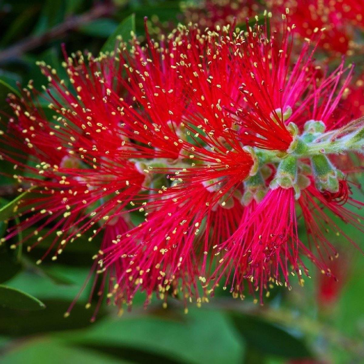 Kuflik cytrynowy Splendens (P9)| Sadowniczy.pl