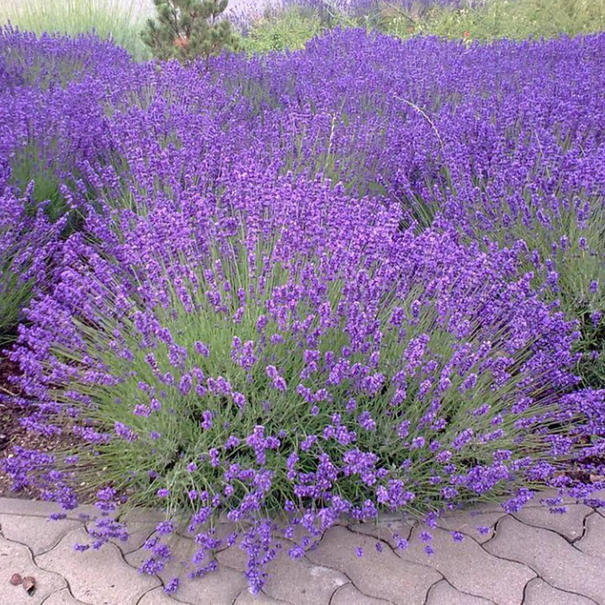 Lawenda wąskolistna Valence Dark Violet (C2) | Sadowniczy.pl