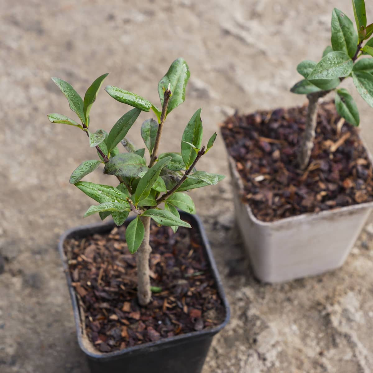 Ligustr Liguster pospolity Miododajny (P9)| Sadowniczy.pl