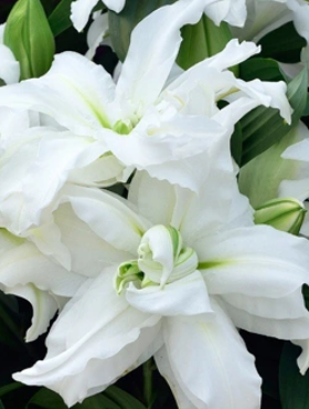 Lilia Roselily Aisha pełna biała | Sadowniczy.pl