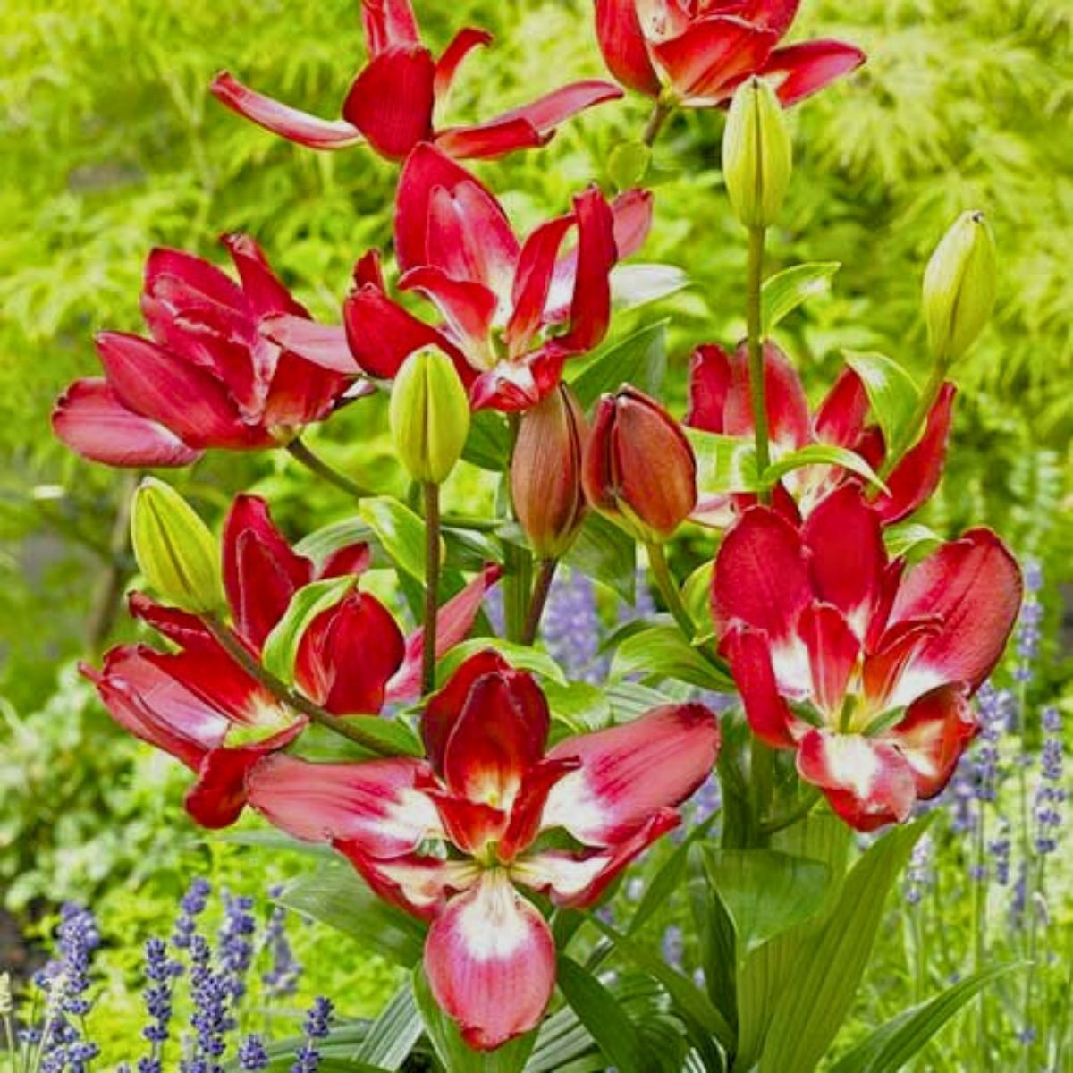 Lilia azjatycka Double Sensation podwójna | Sadowniczy.pl