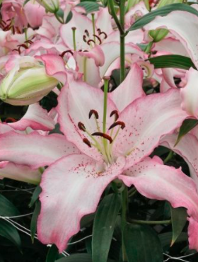 Lilia orientalna HOCUS POCUS| Sadowniczy.pl