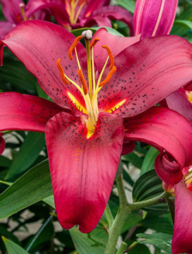 Lilia orientalna Red Flash| Sadowniczy.pl