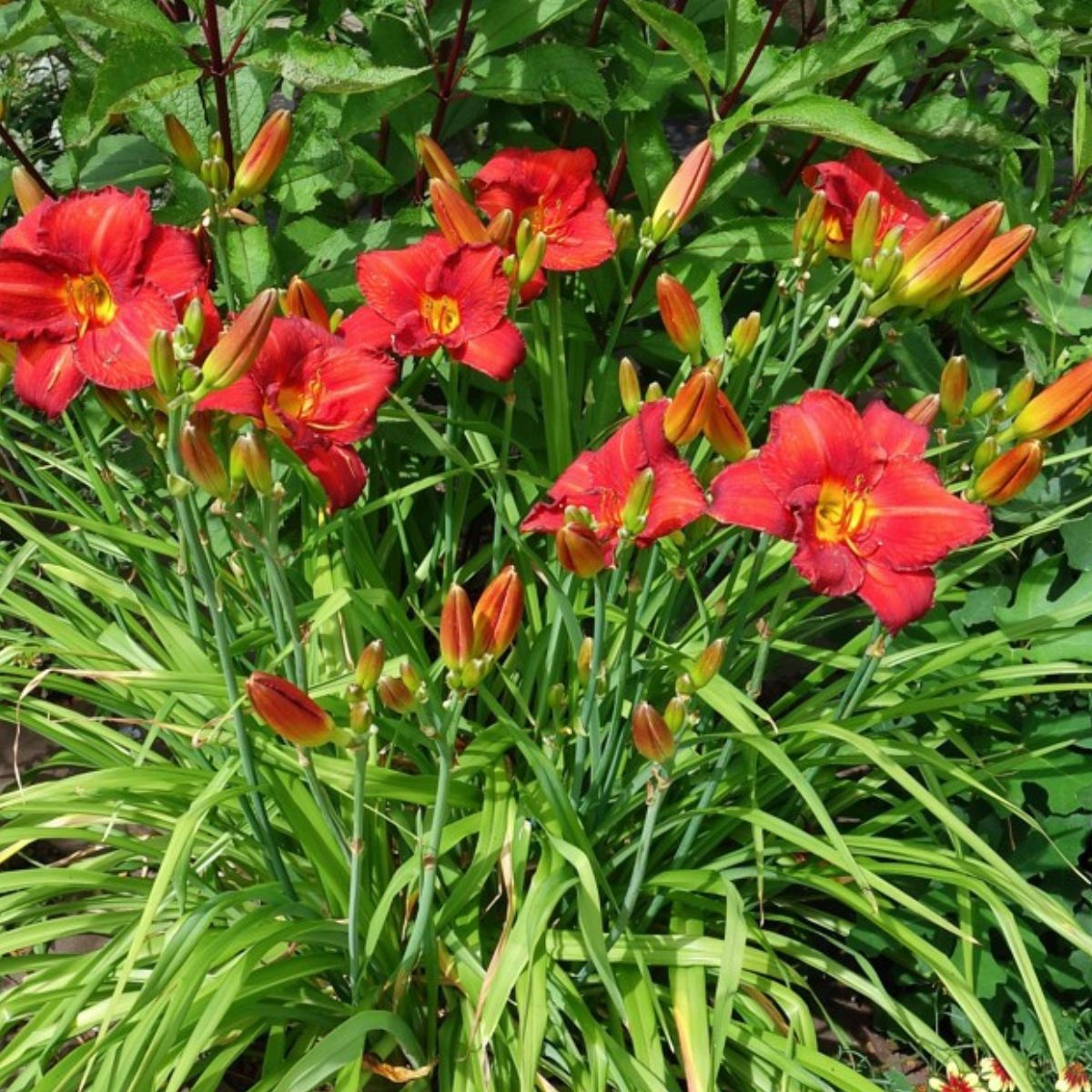 Liliowiec ogrodowy Chicago Apache czerwony| Sadowniczy.pl