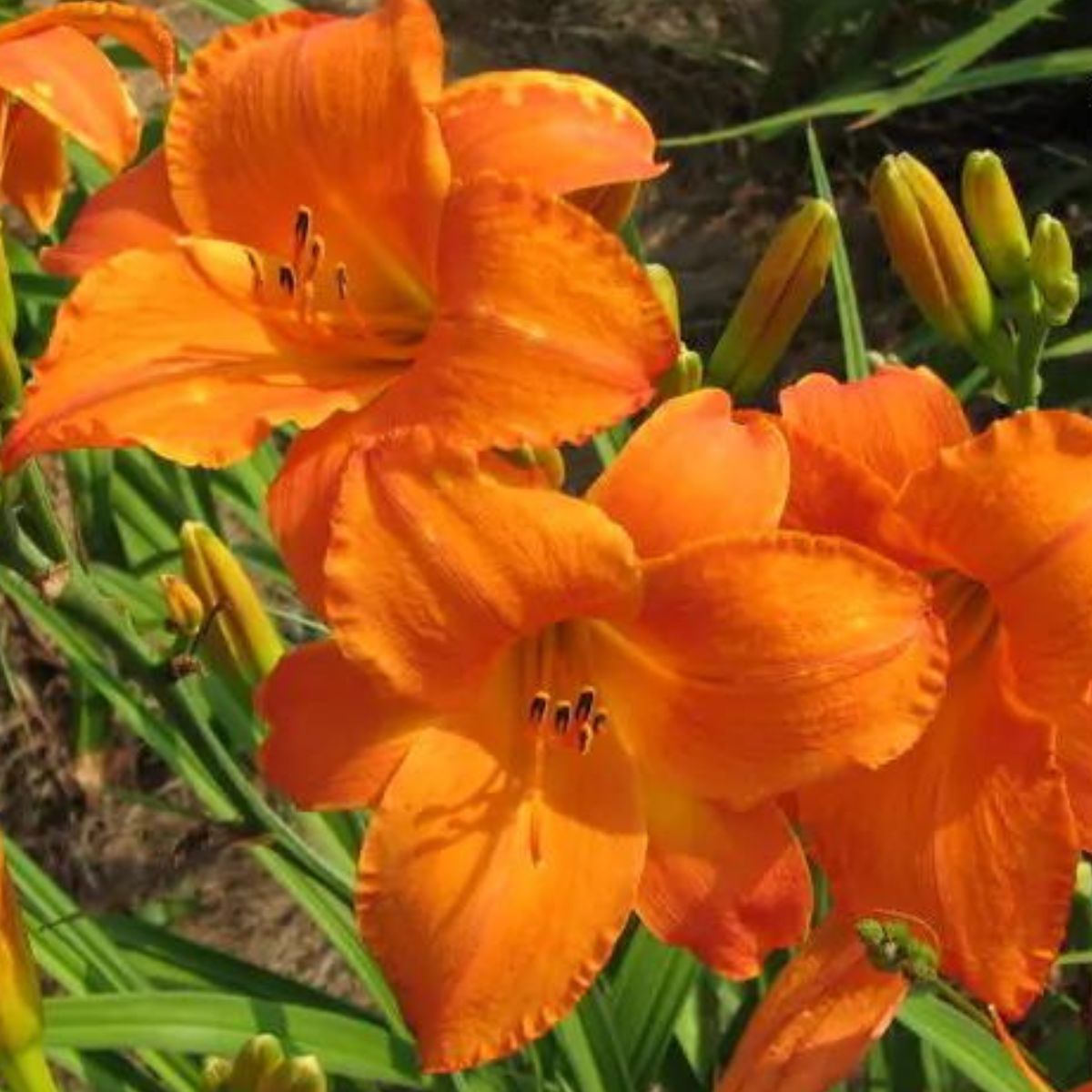 Liliowiec ogrodowy My Reggae Tiger pomarańczowy| Sadowniczy.pl