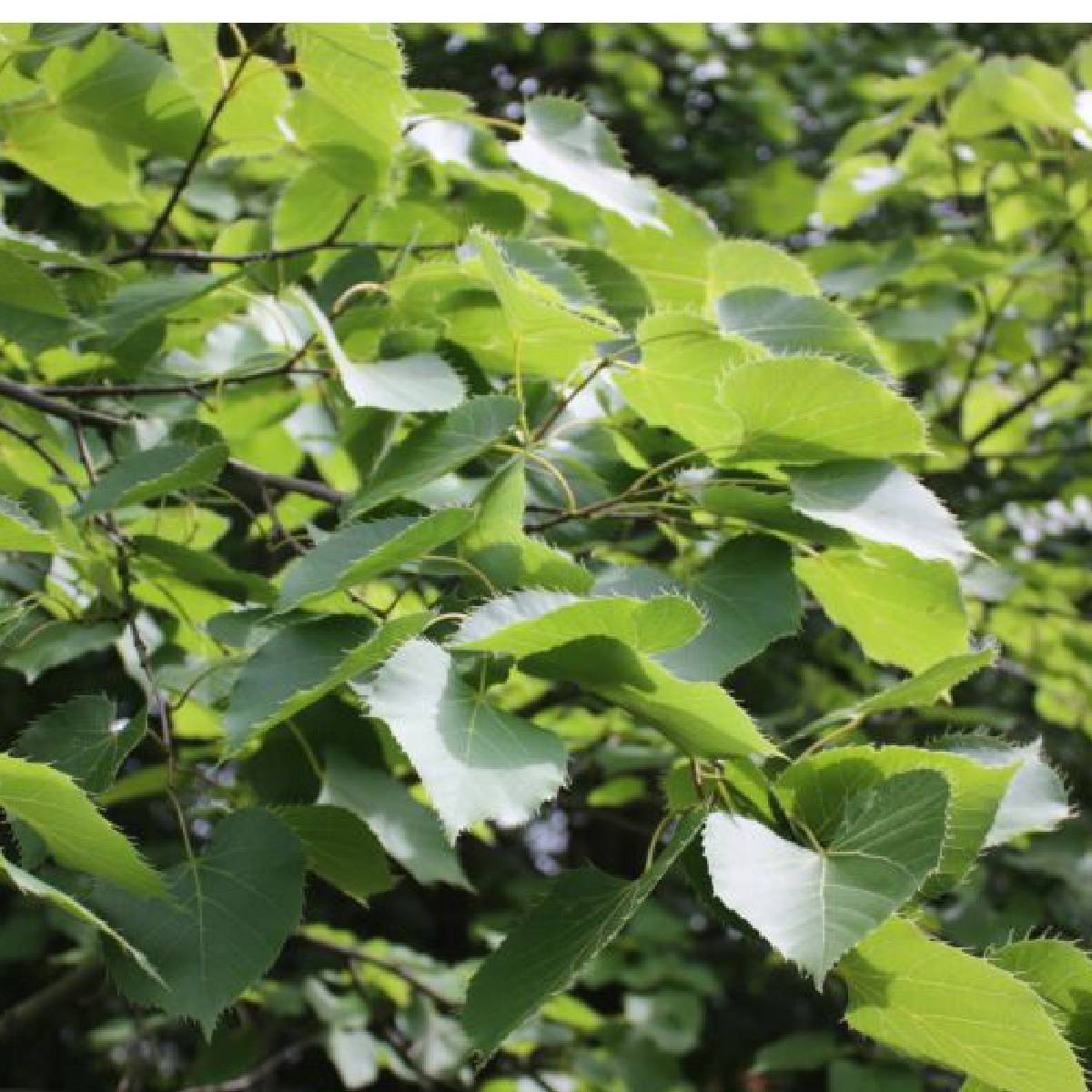 Sadzonki lipy drobnolistnej 30-50cm