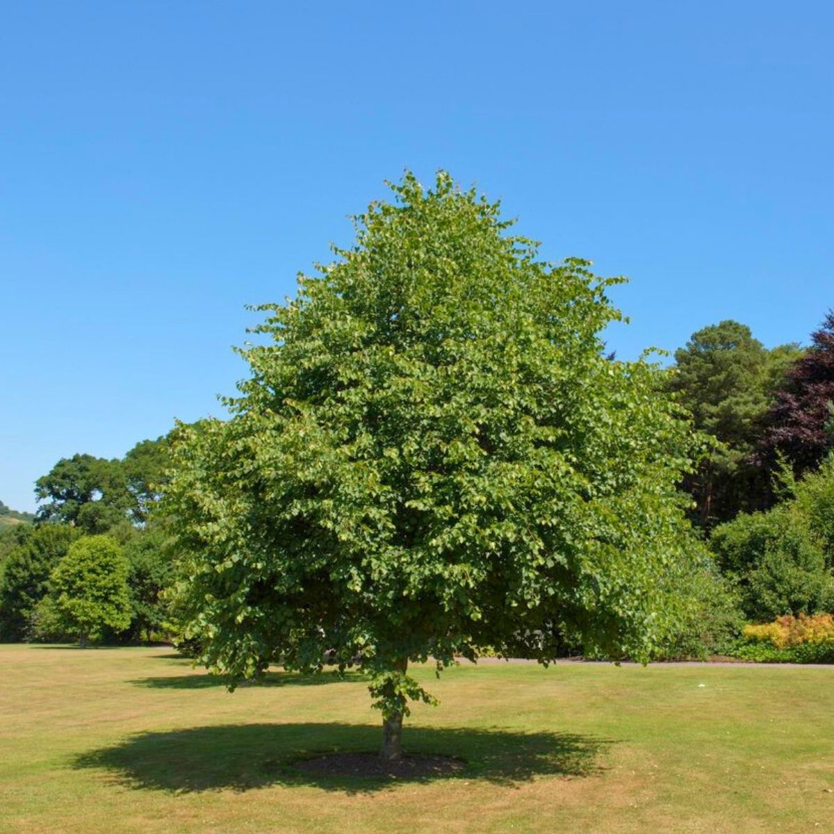 Sadzonki lipy drobnolistnej 30-50cm