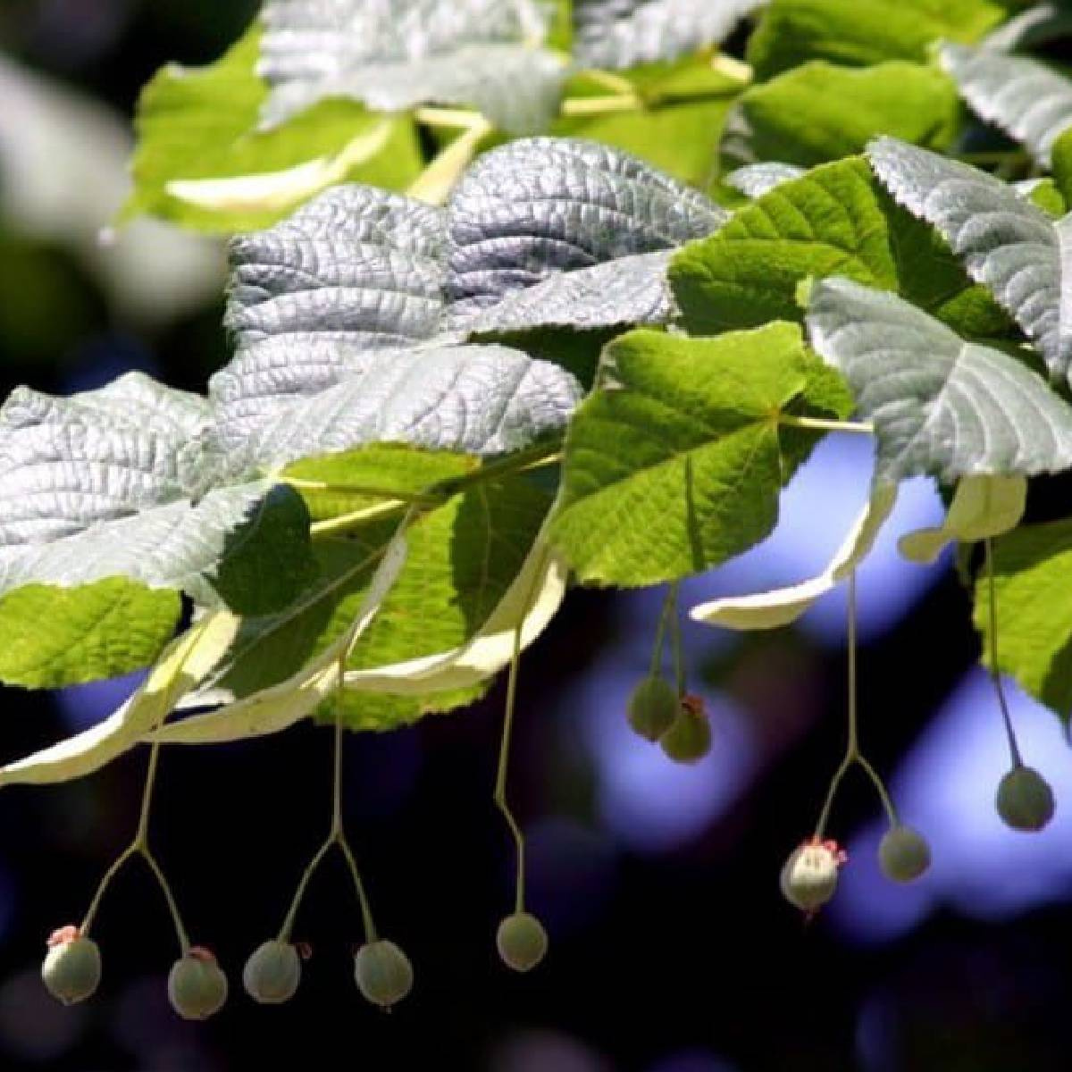 Sadzonki lipy drobnolistnej 30-50cm