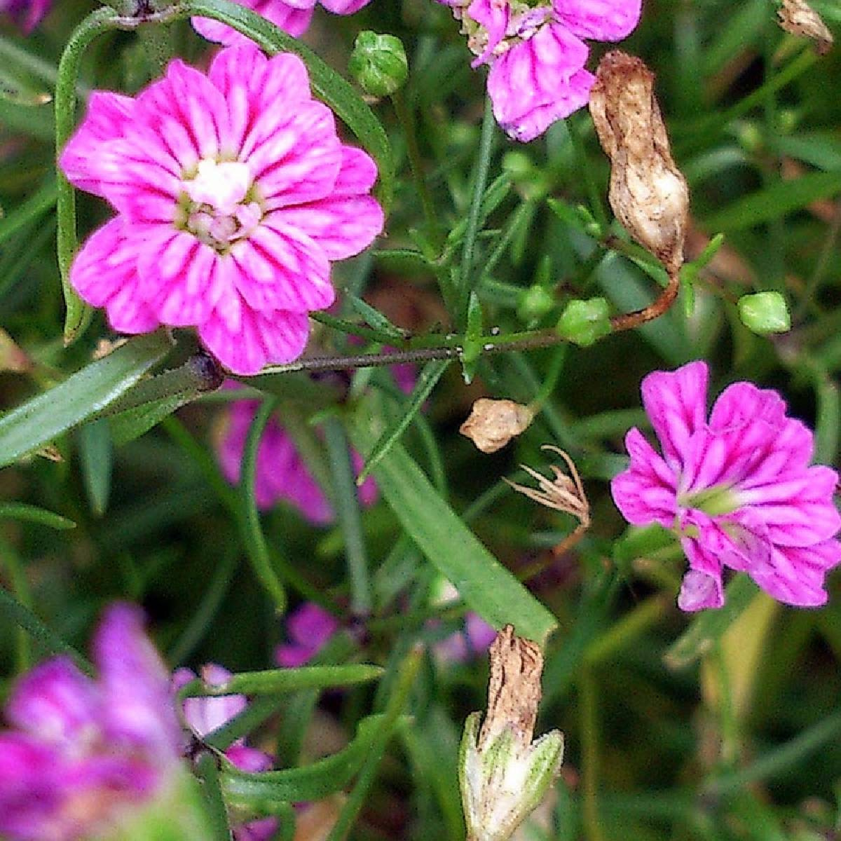 Łyszczec rozesłany Pillow Rose (C2)| Sadowniczy.pl