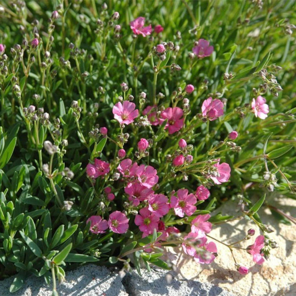 Łyszczec rozesłany Pillow Rose (C2)| Sadowniczy.pl
