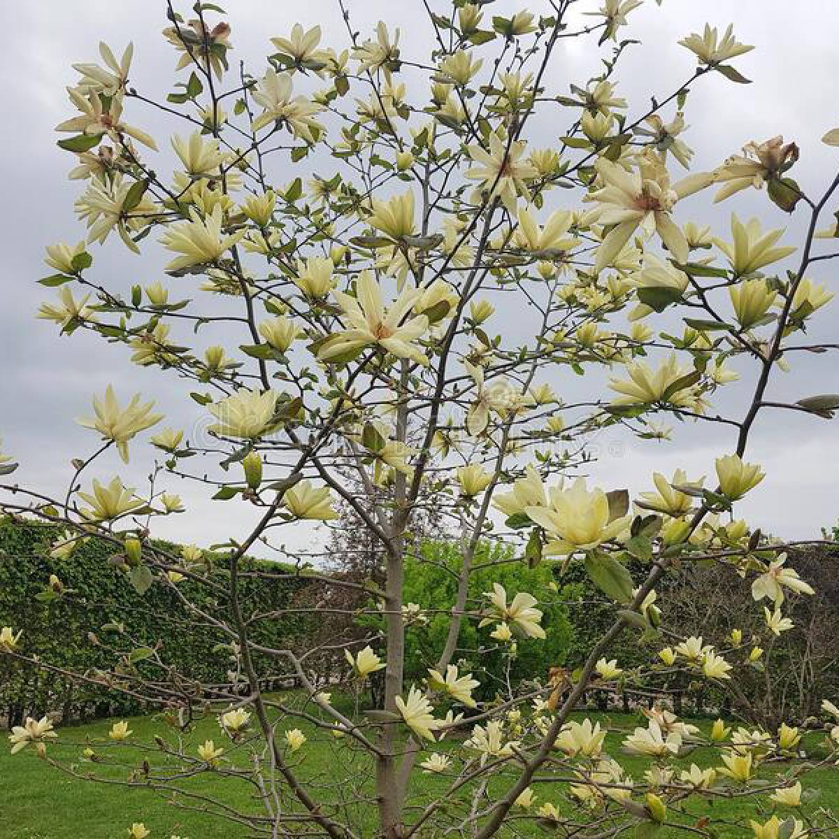 Magnolia Limelight| Sadowniczy.pl