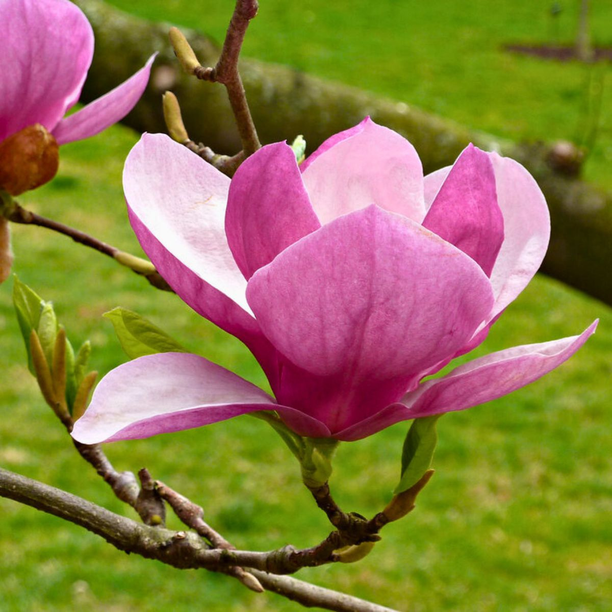 Magnolia Rustica Rubra dwubarwna | Sadowniczy.pl