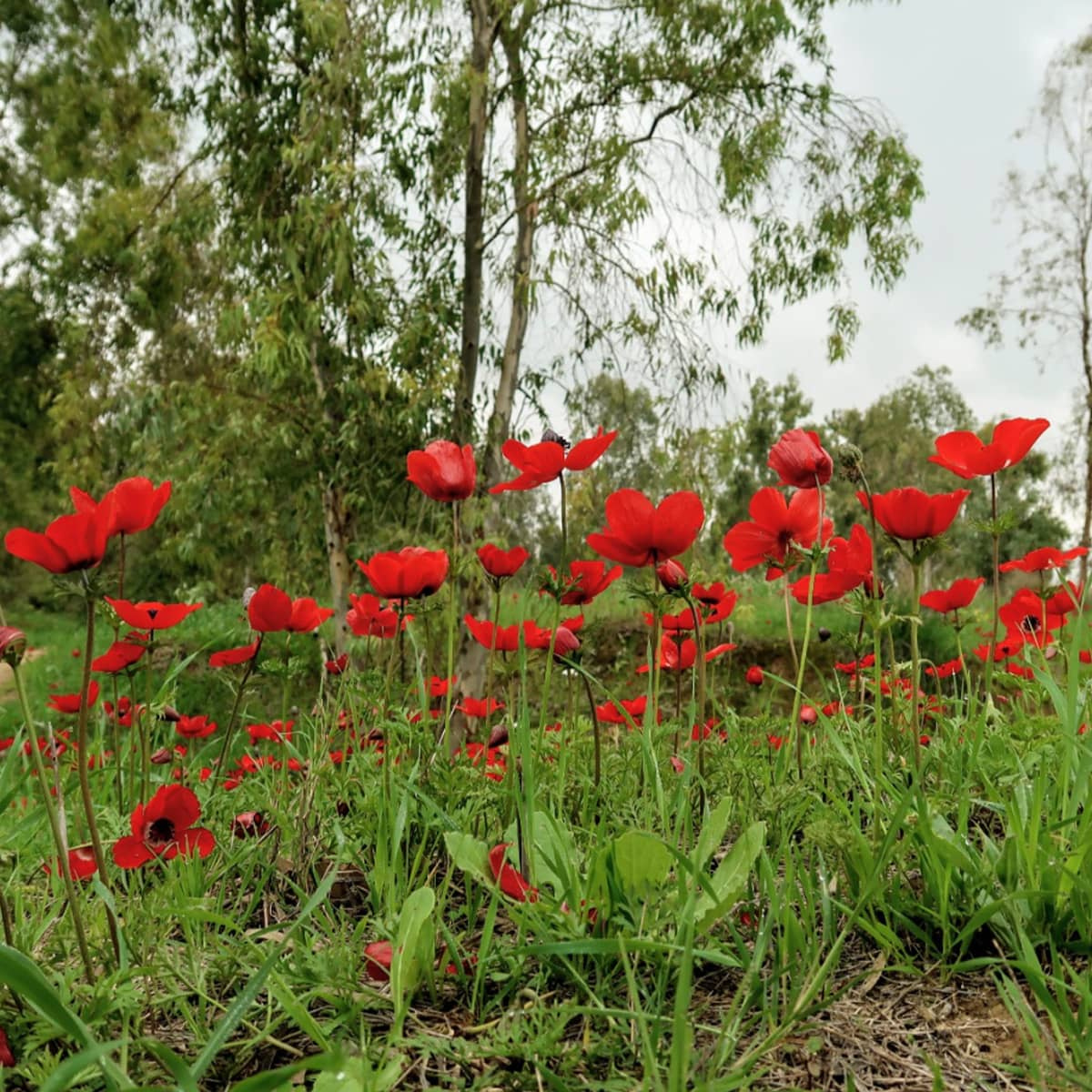 Mak wschodni Beauty of Livermere (C2)| Sadowniczy.pl