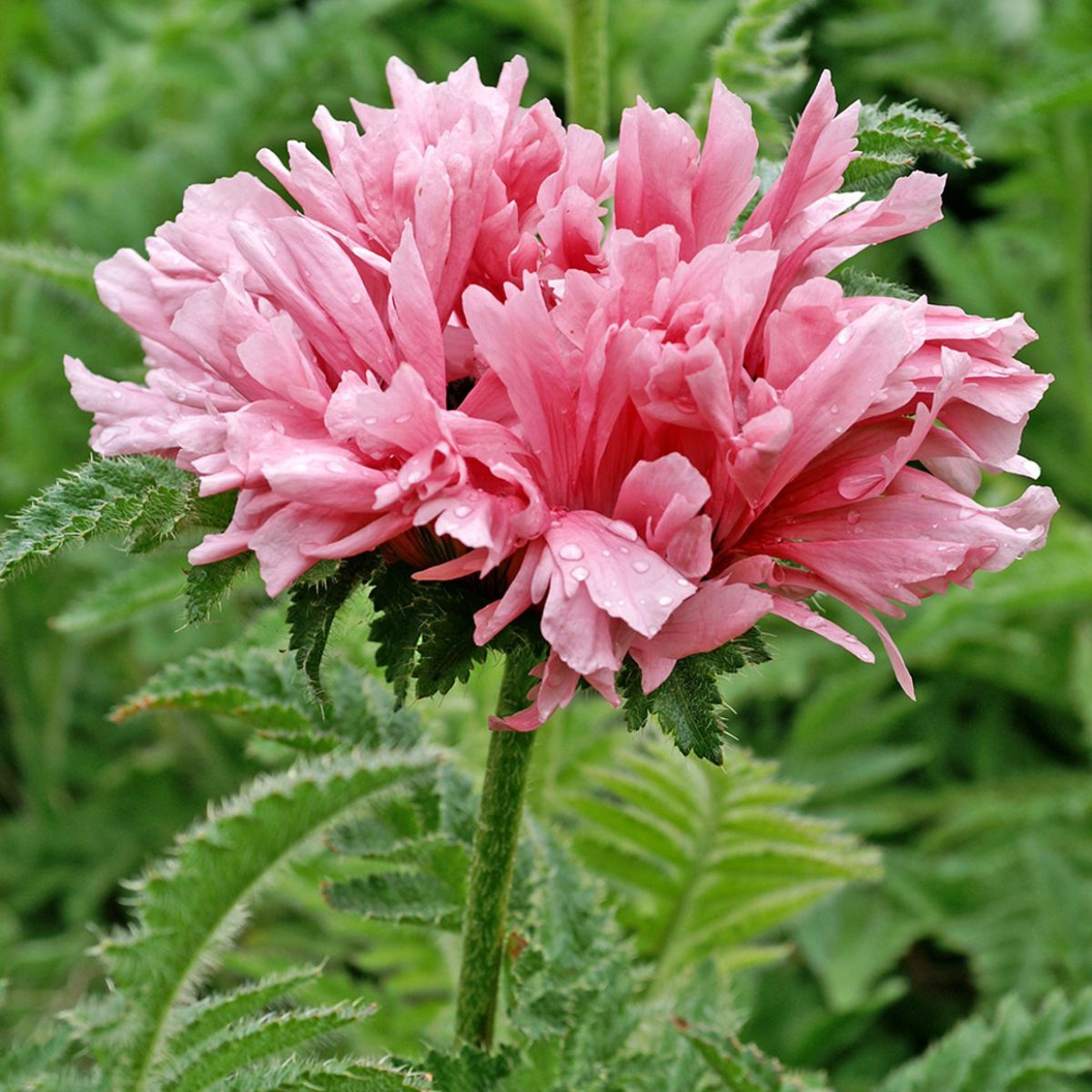 Mak wschodni - Papaver orientale - MRS. PERRY - duży wybór