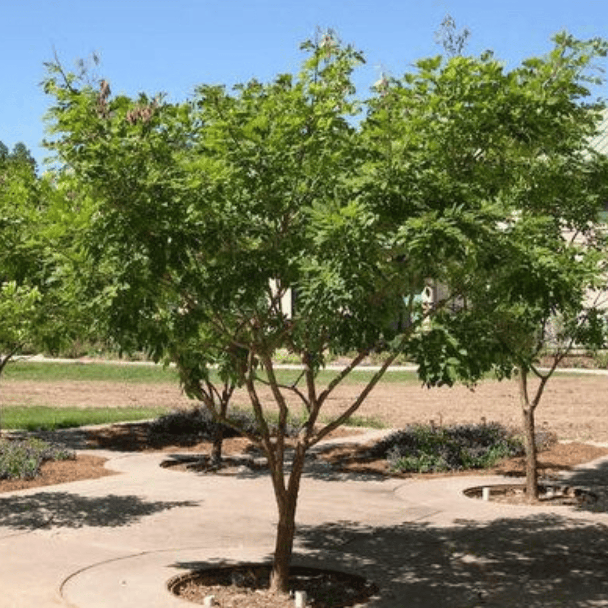 Makia amurska Maackia amurensis| Sadowniczy.pl