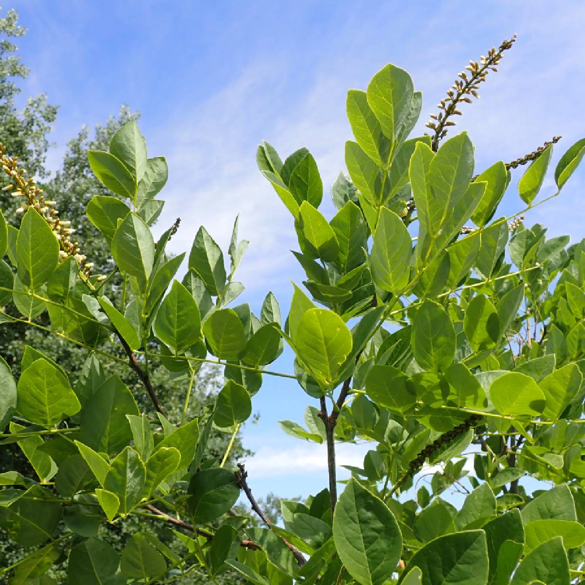 Makia amurska Maackia amurensis| Sadowniczy.pl