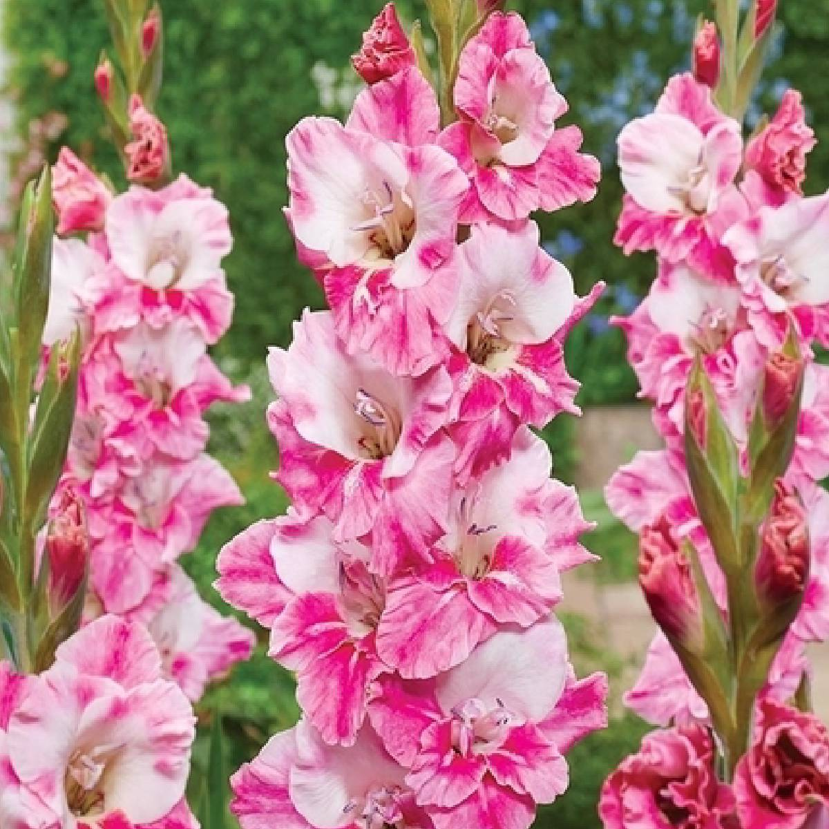 Mieczyk Charming Pink | Sadowniczy.pl